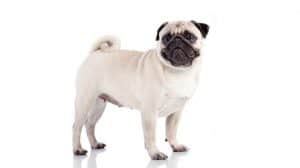 How To Keep Your Pug Healthy And Happy The Ultimate Guide