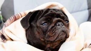 Why Pugs Snore and How to Stop It