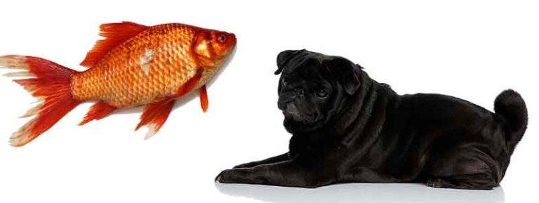 Can Pugs Eat Fish? Everything You Need To Know