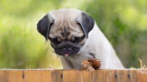 Over 200 Cute Pug Names That Will Work For Boys and Girls