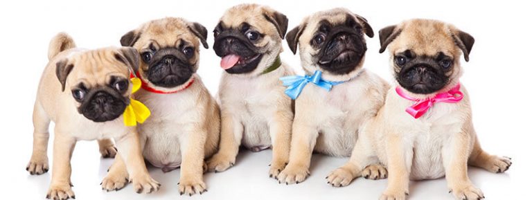 Over 200 Cute Pug Names That Will Work For Boys and Girls