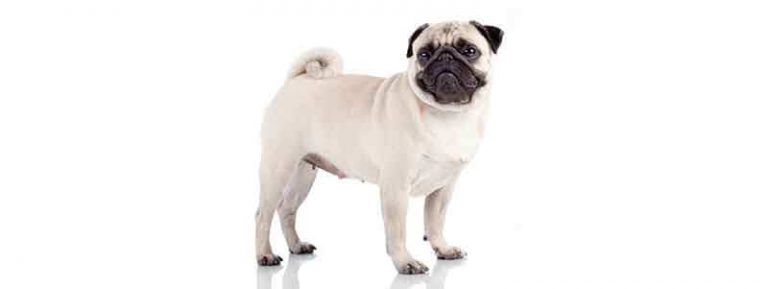 Do Pugs Have Hair Or Fur? And How Can I Tell?