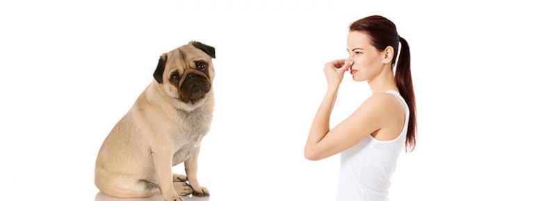 Why Do Pugs Smell and How to Control The Bad Dog Odor