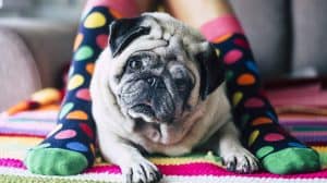 A Look At The Pug LifeSpan And How To Prolong Their Life