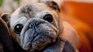 A Look At The Pug LifeSpan And How To Prolong Their Life
