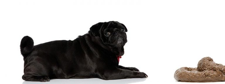 Why Do Pugs Eat Their Own Poop? And How To Stop The Behavior