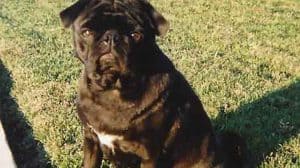 An Look At The Different Pug Colors And The Most Popular