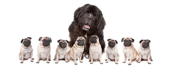 An Look At The Different Pug Colors And The Most Popular