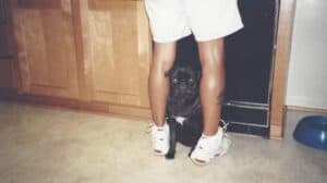 221 Of The Best Black Pug Names For Males And Females