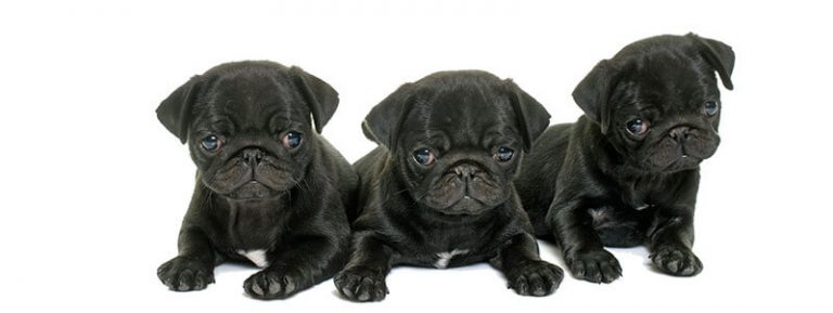 A Look At The Black Pug Dog: Is It The Right Breed For You?