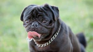 221 Of The Best Black Pug Names For Males And Females