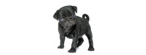 221 Of The Best Black Pug Names For Males And Females