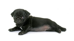221 Of The Best Black Pug Names For Males And Females