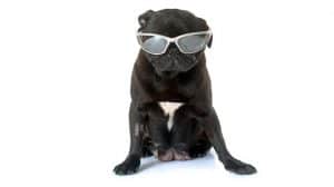 221 Of The Best Black Pug Names For Males And Females
