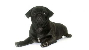 221 Of The Best Black Pug Names For Males And Females