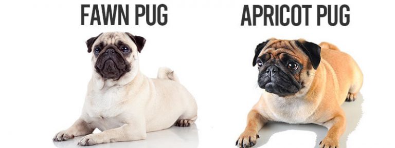 What Is A Fawn Pug? An In-Depth Look At The Pug Fawn Color