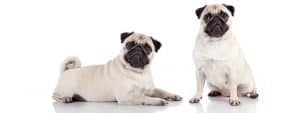 95 Of The Most Popular Pug Names You May Want To Use