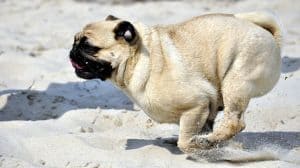 Can Pugs Run Long Distances And Can They Be Trained?