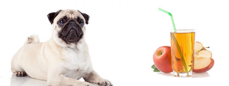 Can Pugs Drink Apple Juice Safely? What You Need To Know