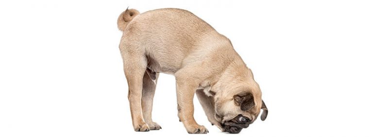 Do Pugs Have A Good Sense Of Smell? You"ll Be Surprised