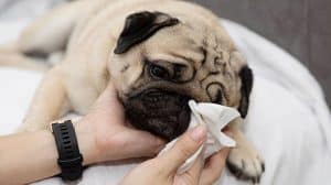 Why Does My Pug Have A Runny Nose And Should You Worry