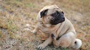 Why Do Pugs Scratch So Much And Should You Worry?