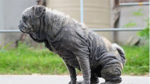 Why Is My Pug Losing Hair And What To Do About It