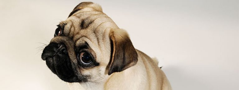 431 Of The Best Pug Names For Females That Will Inspire You