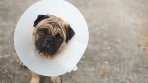 Why Do Pugs Scratch So Much And Should You Worry?