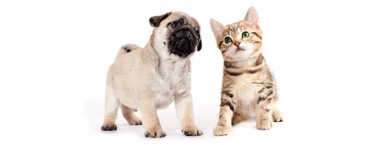 What Age Should A Pug Be Neutered What You Need To Know