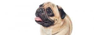 Why Do Pugs Tongues Hang Out And When You Worry?