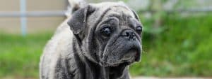 Why Is My Pug Losing Hair And What To Do About It