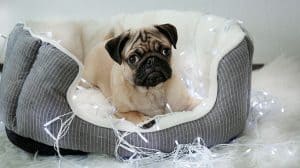 Why Do Pugs Fart So Much? And What Is Flatulence