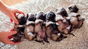 When Do Pugs Go Into Heat For The First Time?