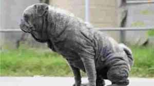 5 Common Pug Skin Problems You Need to Know About - Black Pug Site