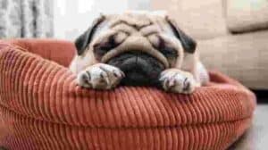 5 Common Pug Skin Problems You Need to Know About - Black Pug Site