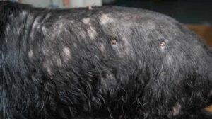 5 Common Pug Skin Problems You Need to Know About - Black Pug Site