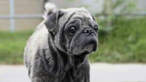 5 Common Pug Skin Problems You Need to Know About - Black Pug Site