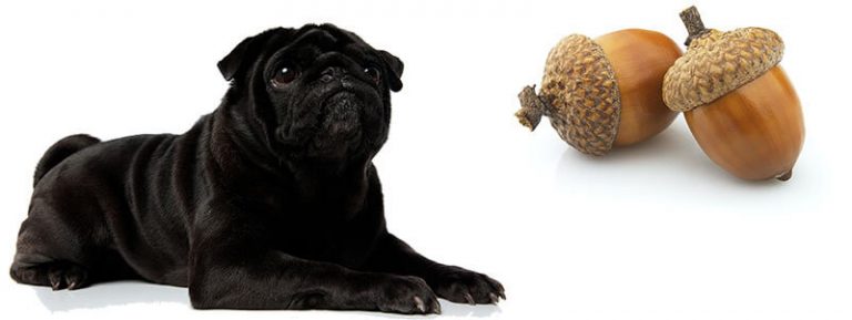 Can Pugs Eat Acorns A Look At The Dangers