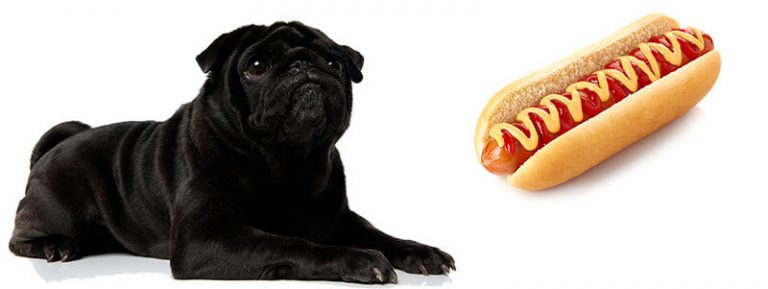 Can Pugs Eat Hot Dogs? A Look At The Benefits And Safety