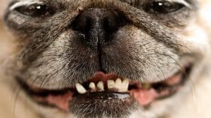 How to Brush A Pugs Teeth What You Need To Know