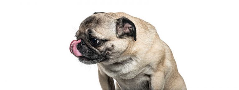 Why Does My Pug Lick My Feet (Obsession Explained) - Black Pug Site