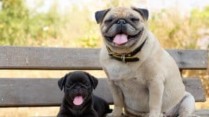 Why Do Pugs Get Fat? What Causes It & How to Prevent It