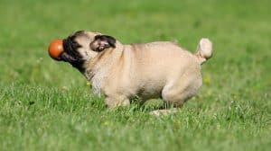 Why Do Pugs Get Fat? What Causes It & How to Prevent It