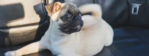 Why Do Pugs Get Fat? What Causes It & How to Prevent It