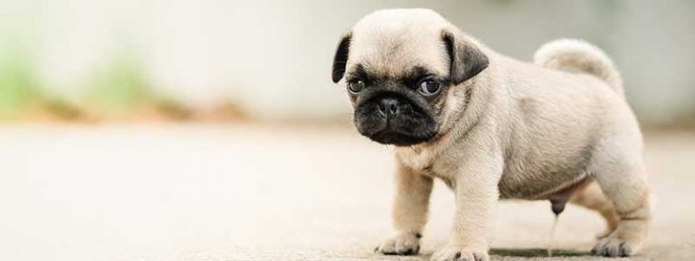 How to Train A Pug Puppy To Pee Outside?