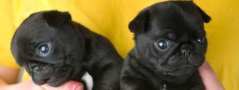 How to Train a Pug Puppy Not to Bite? Proven Ways to End The Nipping!