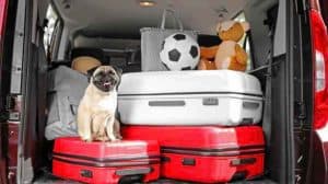 195 of The Best Spanish Pug Names for Your New Pet