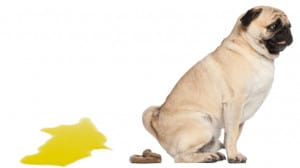 How Often Do Pug Puppies Poop and Pee