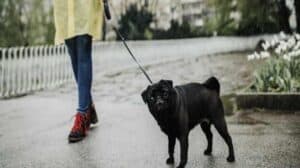 Pug Refuses to Walk in The Rain And What to Do About It
